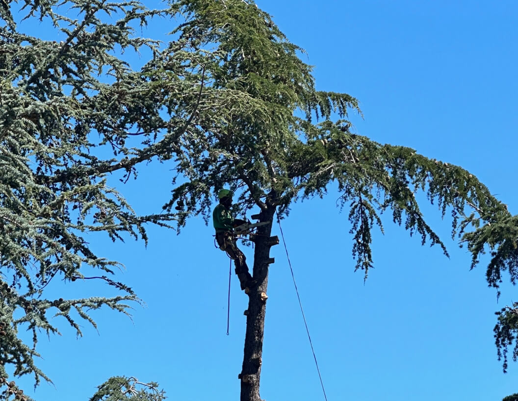 San Jose Arborist | Zazueta Tree Specialists
