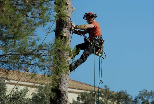 Tree Planting Services San Jose, CA | Tree Care Experts